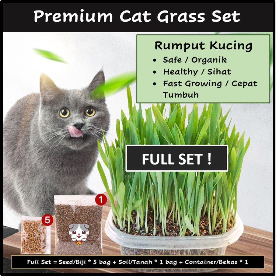 GUN PET Cat Grass Seed Set Biji Benih Rumput Kucing healthy cat food ...