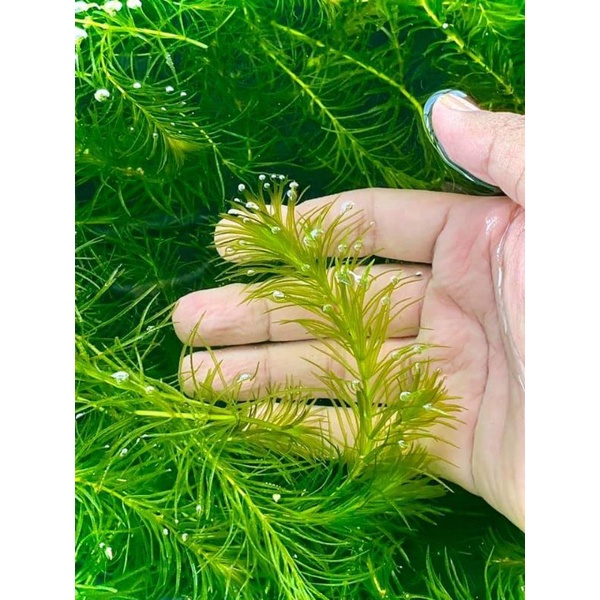 ☘️ RUMPAI AIR HYDRILLA ☘️ 1kg makan lopster,rumpai Air tawar | Shopee ...