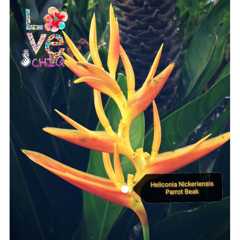 Pokok Sepit Udang - Heliconia Nickeriensis Parrot Beak - Exotic ...