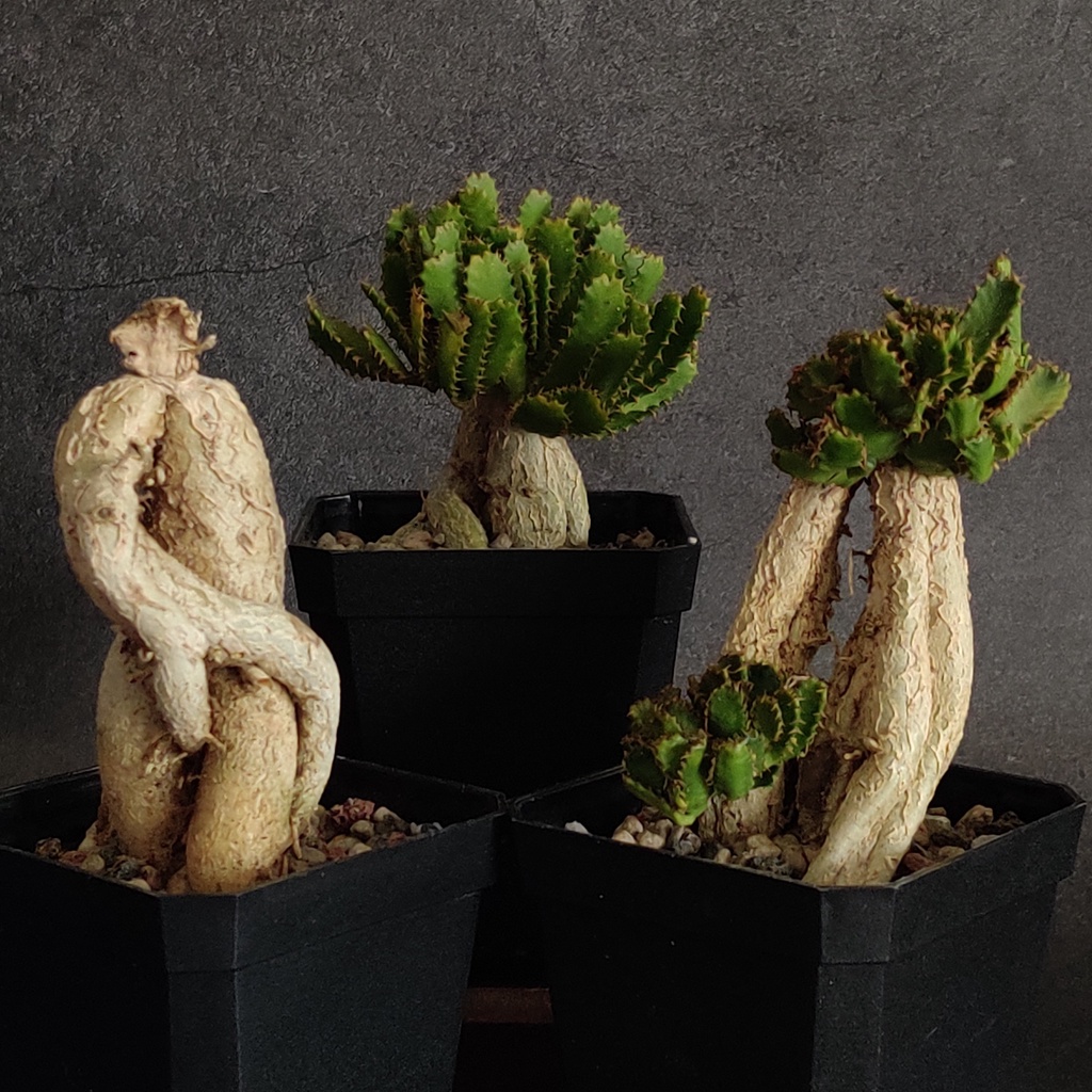 ModestaPlants – Euphorbia Stellata 飞龙大戟 │ Rare Caudex Succulent 块根 多肉 ...