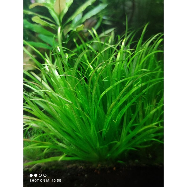Blyxa japonica（submerged） 日本箦藻 aquatic plants，aquarium plant. | Shopee ...