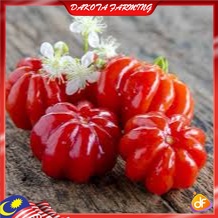 Anak Pokok Surinam Cherry Cermai Merah Cermai Mekah Cermai Belanda Buah ...