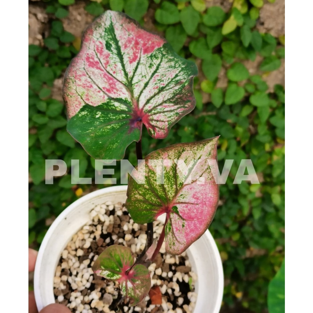 HANUMAN OBONG KELADI VIRAL | Shopee Malaysia