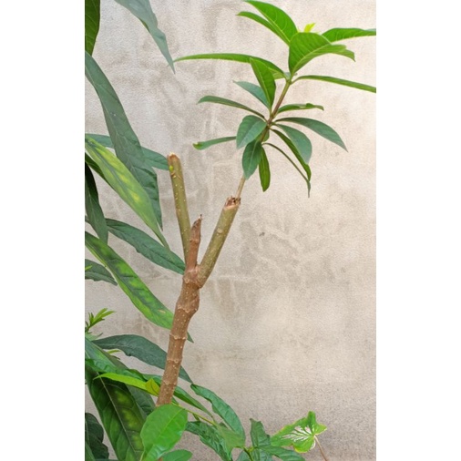 Murah‼️ Pokok Kacip Fatimah Kampung/ Tongkat Rasul | Shopee Malaysia