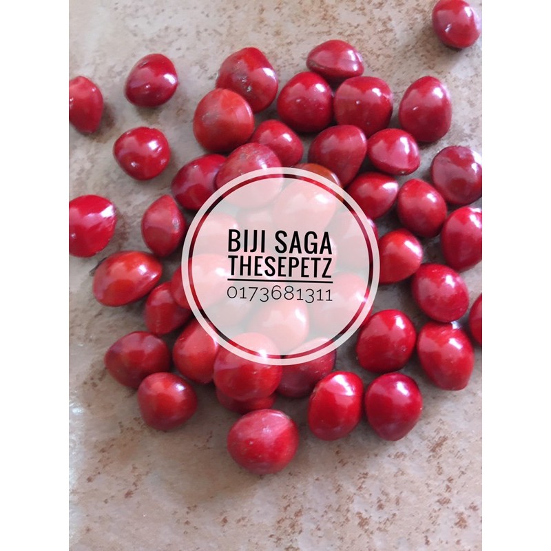 Biji Saga Merah Buah Saga Merah Red Saga Seeds | Shopee Malaysia