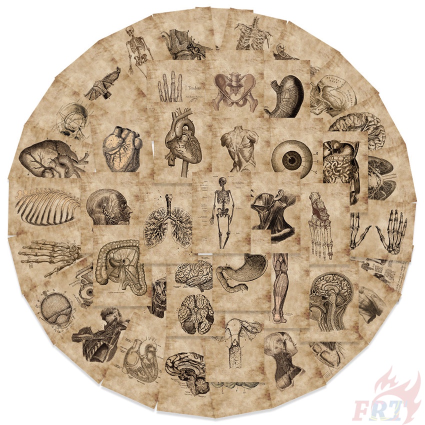 55Pcs/Set Retro Human Anatomy Art Series 01 Stickers DIY Waterproof ...