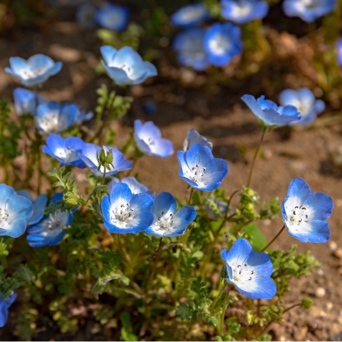 Japanese Euro Immortal Chrysanthe Biji pokok Benih Bunga Flower Garden ...