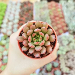 Movee, Online Shop | Shopee Malaysia