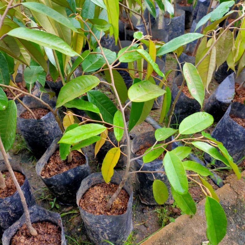 POKOK DURIAN MONTHONG 💥🌱BAKA TERBAIK💥🌱 | Shopee Malaysia