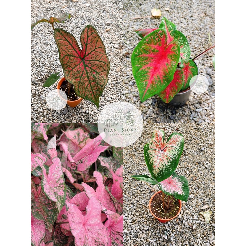🌱Caladium 🌱Indoor plant🌱Outdoor plant🌱🌞READY STOCK🚚🚚 | Shopee Malaysia