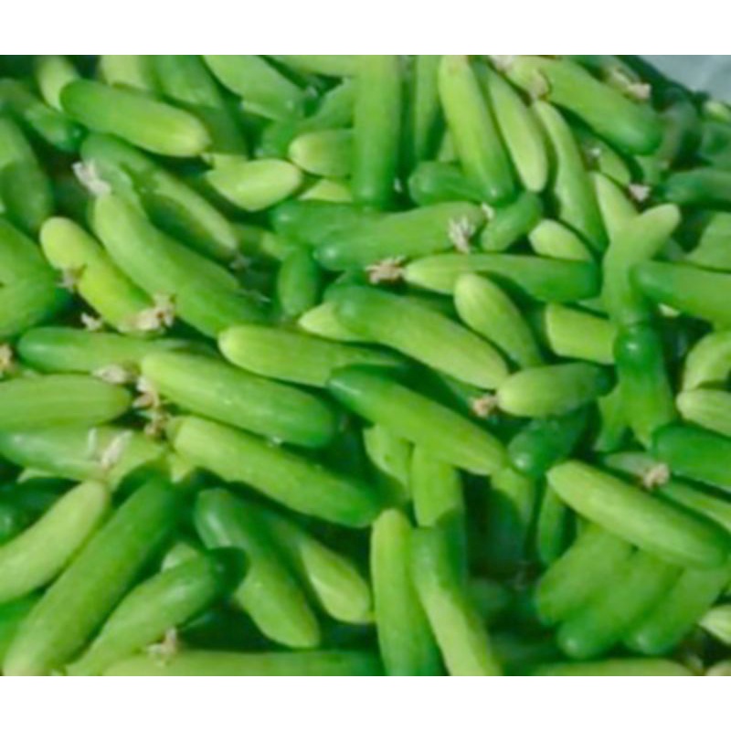 biji benih timun mini F1 HYBRID.RM2 6seeds. mini cucumber f1 hybrid ...