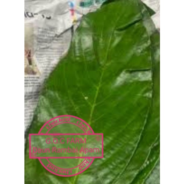 Daun Rambai Apam Kampung | Shopee Malaysia