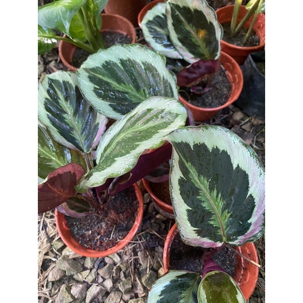 pokok calathea 2 pokok RM15 | Shopee Malaysia