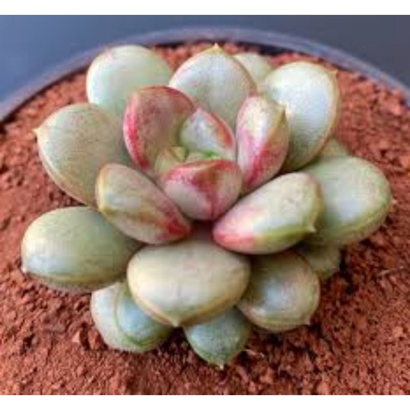 WAF rare Graptoveria Red Amethorum 红葡萄 with 90-105mm size direct from ...
