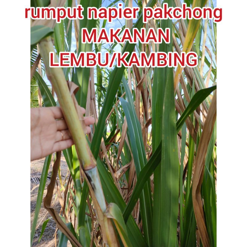 Benih Rumput Napier India Pakchong Makanan Kambing Lembu (SATU KERATAN ...