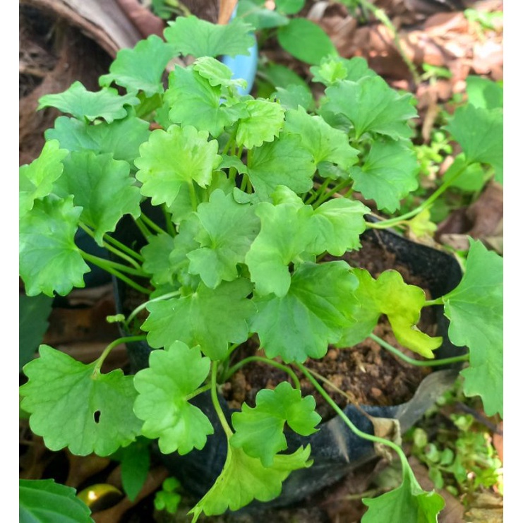 Ulam Pegaga Nyonya Hijau. | Shopee Malaysia