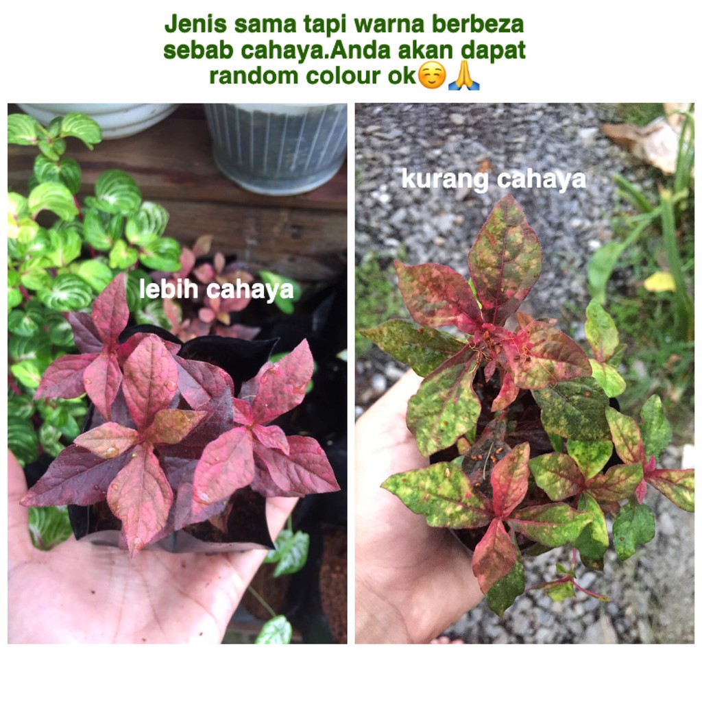 🍀Album 1 🍁 Anak Pokok Cantik Size Kecil (Keladi Ati-Ati Pegaga Pokok ...