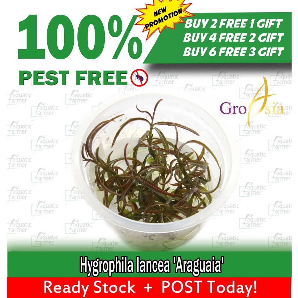 Hygrophila lancea 'Araguaia' -Tissue Culture- (Aquatic Plant) Buy 2 ...