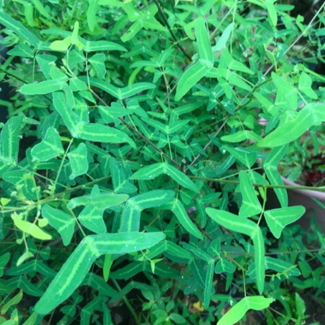 Pokok daun rama-rama | Shopee Malaysia