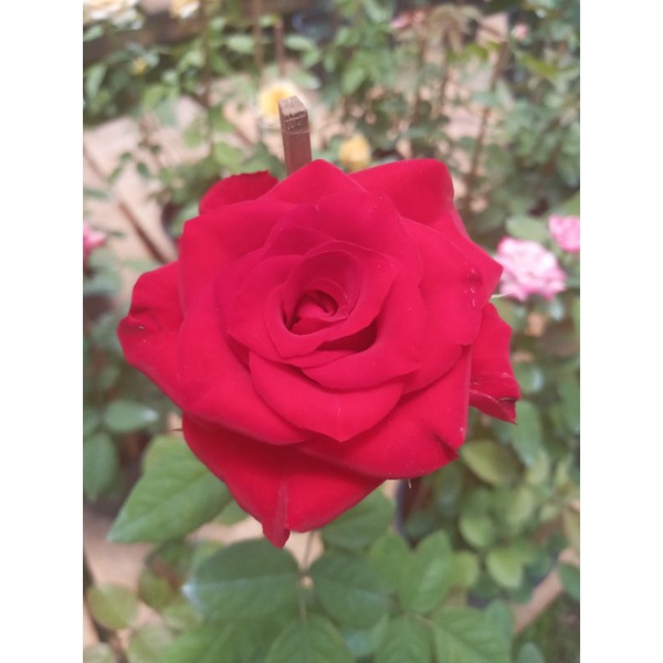 Roses kampung#tahan panas#tahan lasak / tahan hujan | Shopee Malaysia