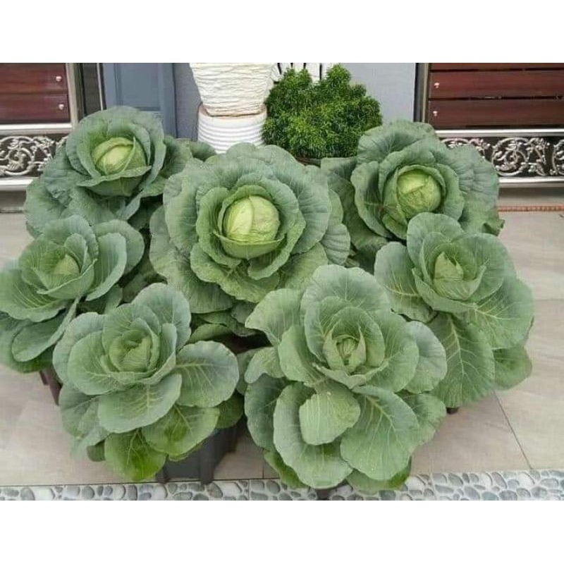 🔥🔥Biji Benih/ Seed Sayur/ Vegetable Pokok KOBIS BULAT TAHAN PANAS ...
