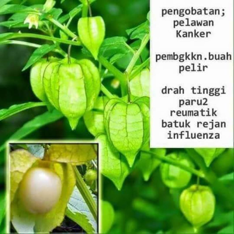 Golden berry)Pokok letup-letup kelambu | Shopee Malaysia