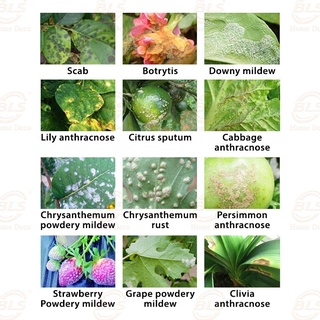 50g GG Fungicide Carbendazim Cactus Succulent Insecticide Thiophanate ...