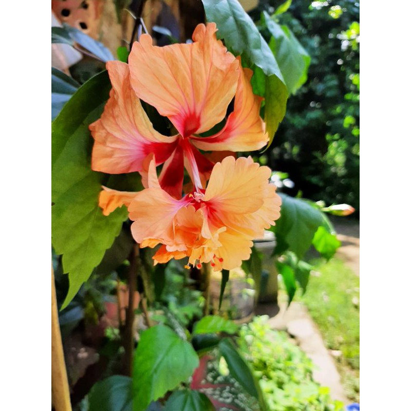 LIVE PLANT Bunga raya peach (5 keratan batang) | Shopee Malaysia