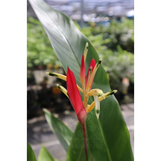 MM- Heliconia psittacorum Sapling Lady Di / Anak Pokok Heliconia Lady ...
