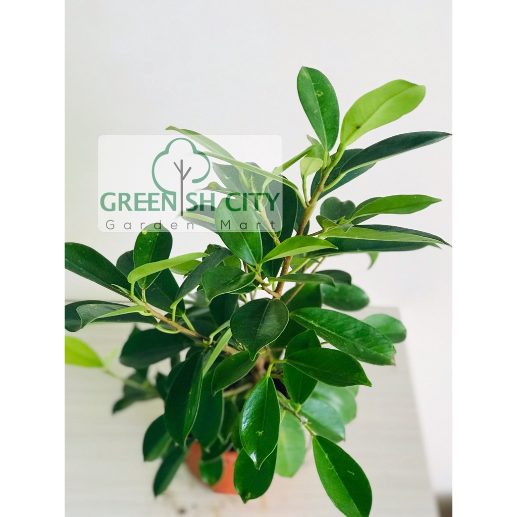 GNC - Ficus Microcarpa Gold Live Plant Pokok | Shopee Malaysia