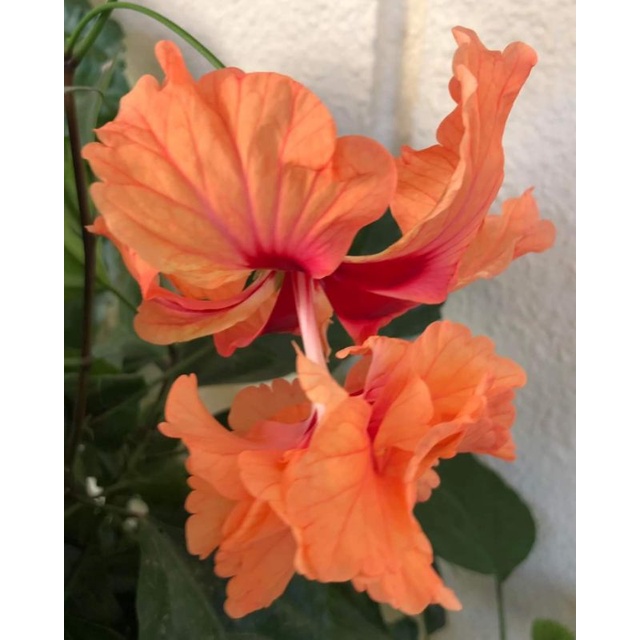 Part 4/6 : Pokok Bunga Raya Hibiscus Rose Of Sharon Lavender Chiffon ...