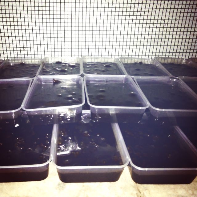 Dodol Pulut 3 GENERASI | Shopee Malaysia