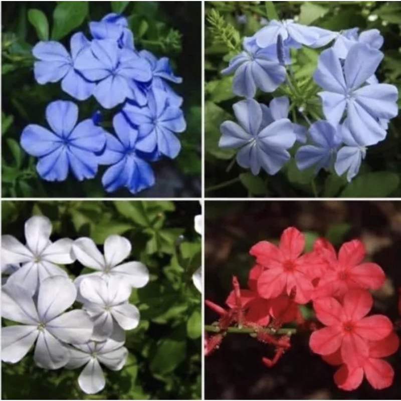Pokok bunga plumbago putih, merah, baby blue dan imperial blue | Shopee ...
