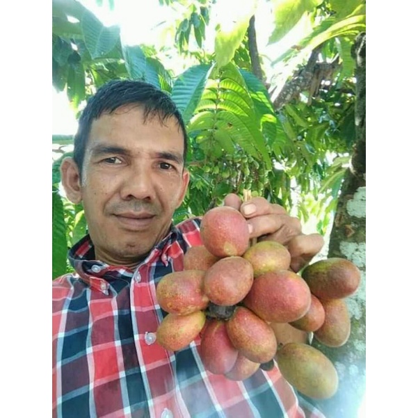 Pokok Matoa Buah Besar original Lambok Indonesia | Shopee Malaysia
