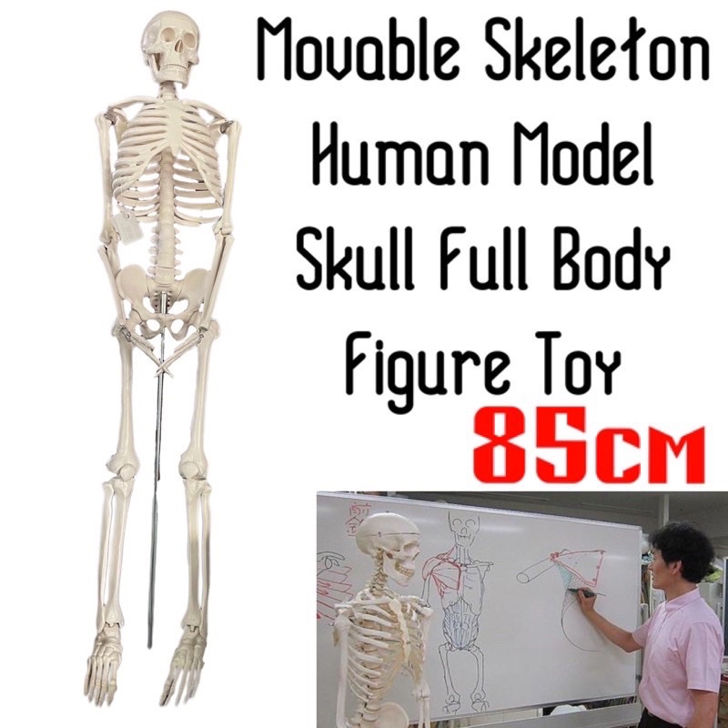 85cm with stand (1.5cm) PVC Human Children Body Skeleton Model Set ...