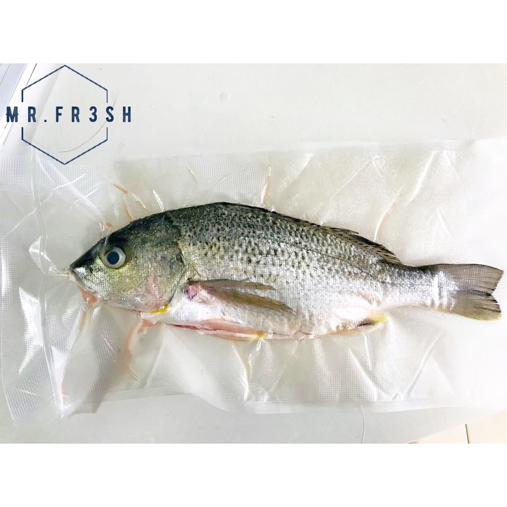 White snapper/ Jenahak putih 500g~1kg | Shopee Malaysia