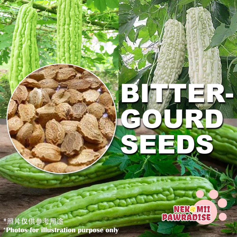[Ready Stock] White Bitter Gourd Seeds Melon seed Benih Peria Putih ...
