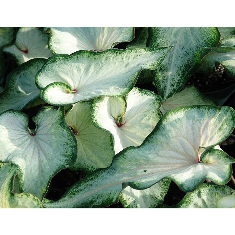 AAA - White wing Caladium / keladi / plant / home / garden / live plant ...