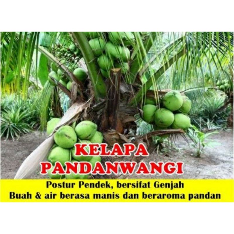 🔥Promosi Benih Kelapa Pandan Wangi🔥/ Pokok Rendang & Rendah / Renek ...