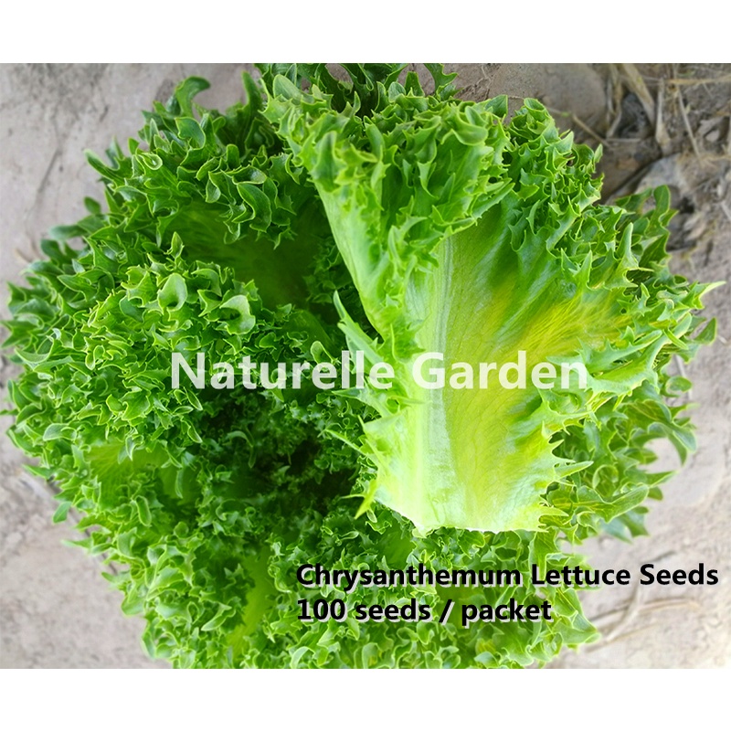 Benih Sayur Salad Chrysanthemum Lettuce Seed Benih Sayur Vegetable Seed ...