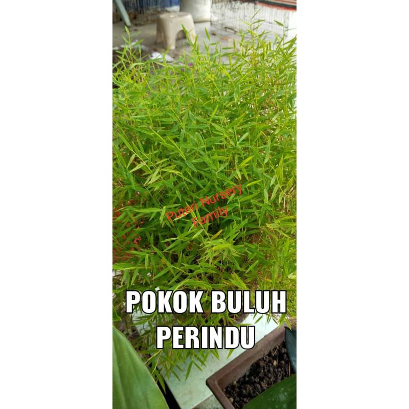 🔥Pokok Buluh Perindu🔥(Pokok Hidup) | Shopee Malaysia
