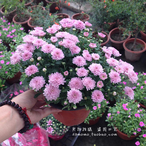 Benih bunga daisy cantik 100pcs senang ditanam, kadar kelangsungan ...