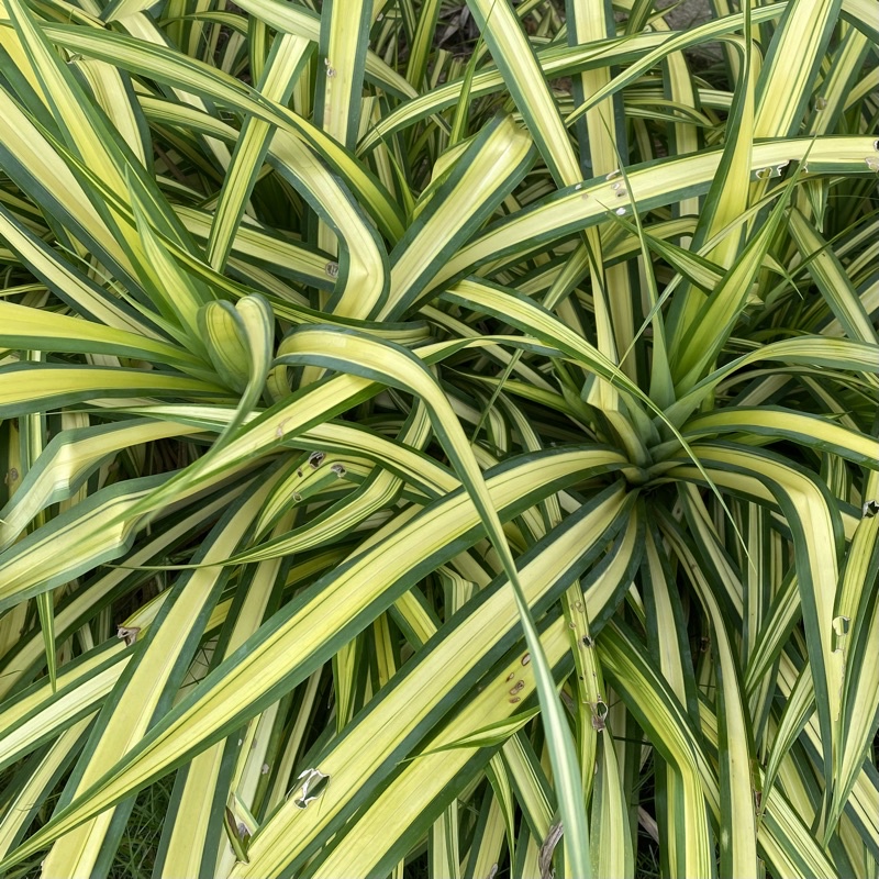 Anak pokok Spider plant Pokok labah-labah | Shopee Malaysia