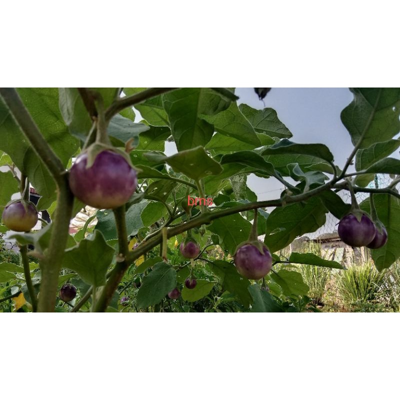 biji benih terung ulam bulat ungu. RM5 50pcs dan RM10 110pcs | Shopee ...