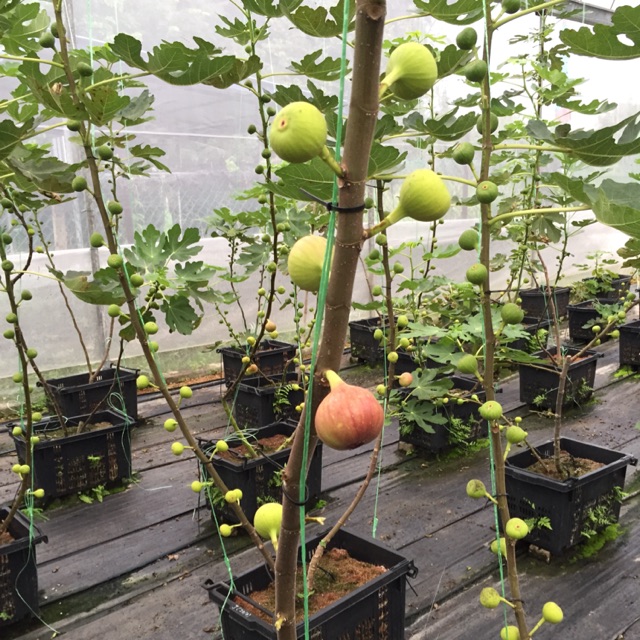 KERATAN POKOK TIN 1 SET = 10batang | Shopee Malaysia