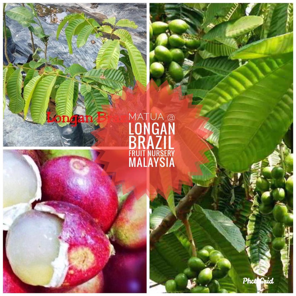 Anak pokok Matoa 3 rasa | Shopee Malaysia