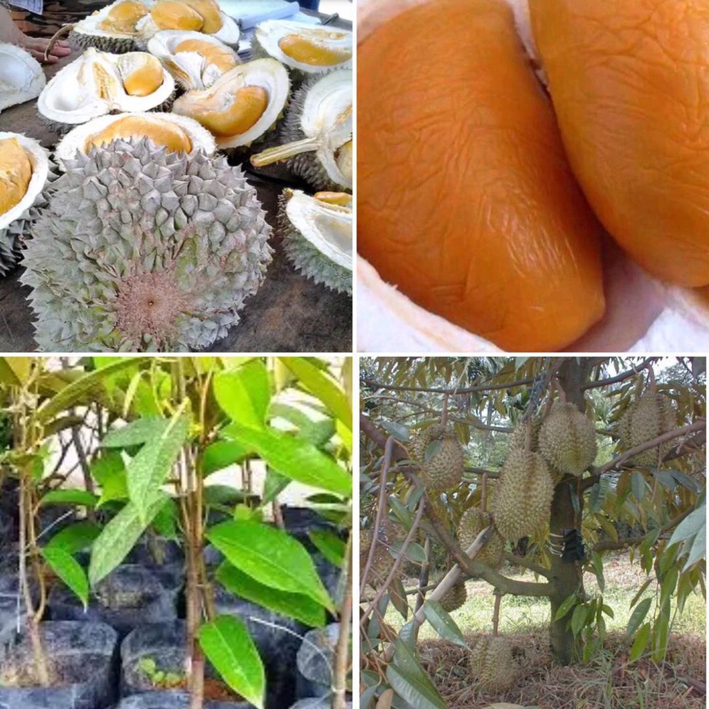 Pokok Durian Duri hitam Hybrid / Durian Tree ( Duri Hitam) | Shopee ...