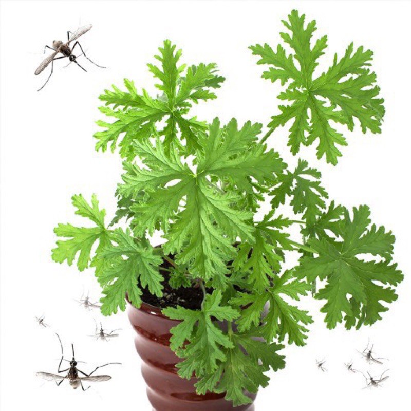 Citronella Mosquito Geranium plant