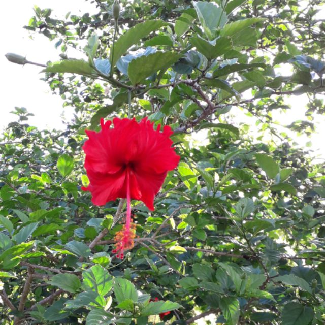 Anak Pokok Bunga Raya ( Hibiscus ) 大红花 | Shopee Malaysia