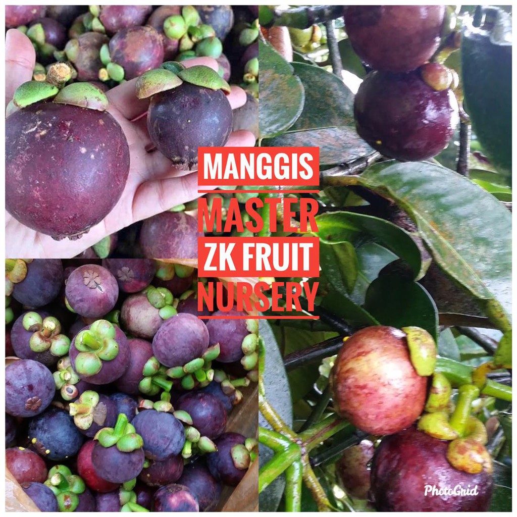 Anak pokok manggis master | Shopee Malaysia